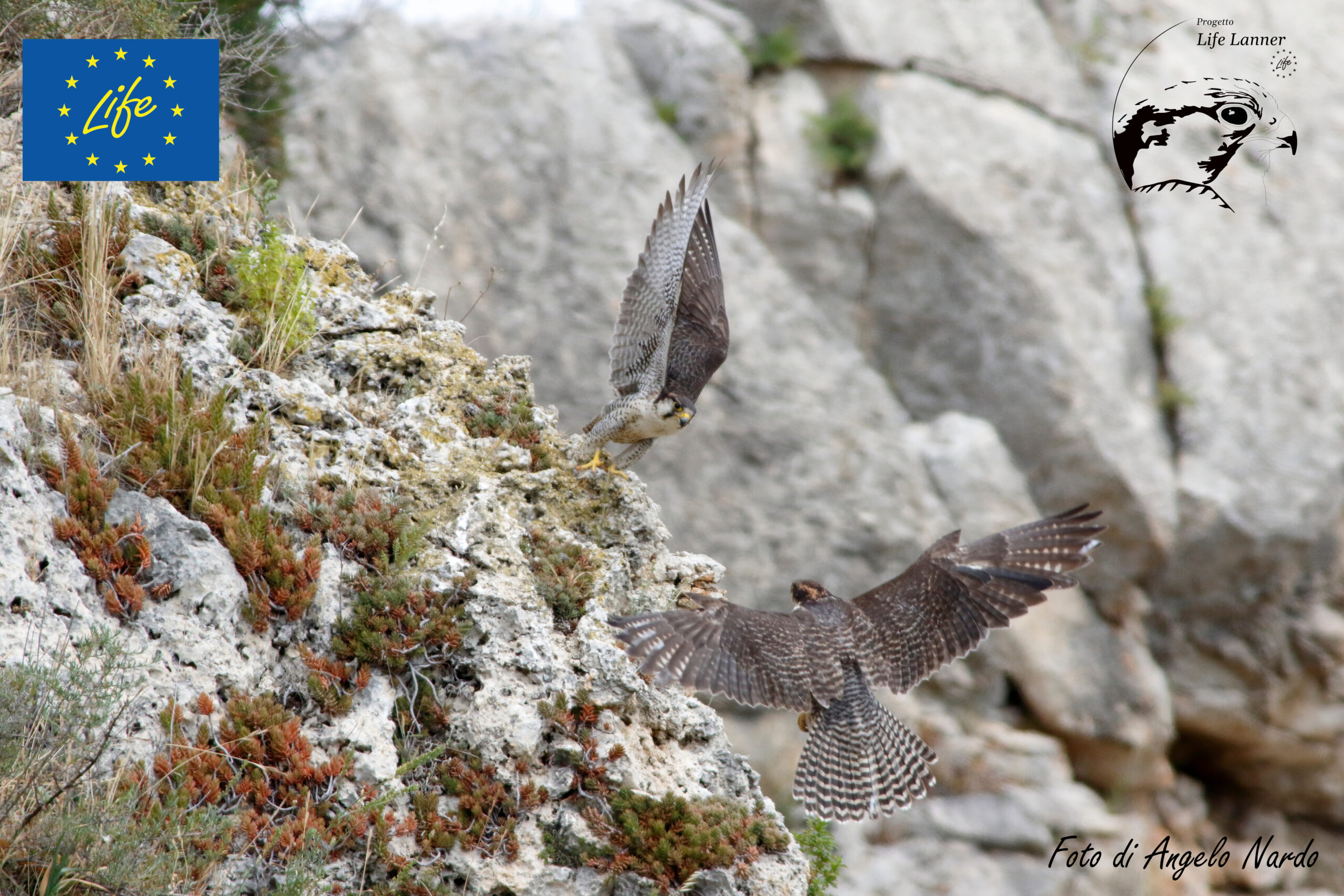 Life Lanner at the Italian Ornithological Congress - LIFE LANNER