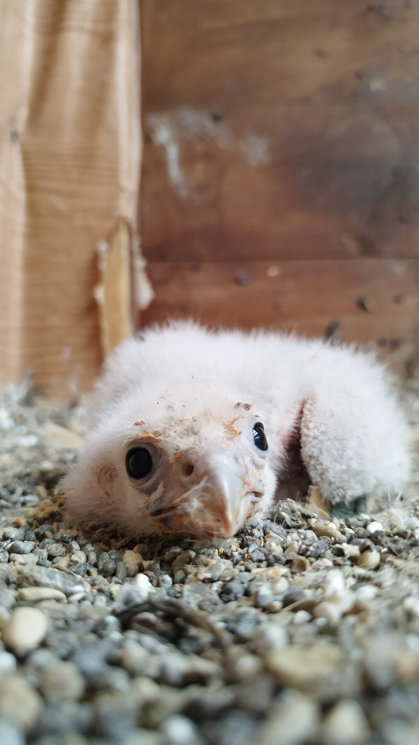A chick of a very rare lanner falcon born in the breeding center of Lake Vico - LIFE LANNER