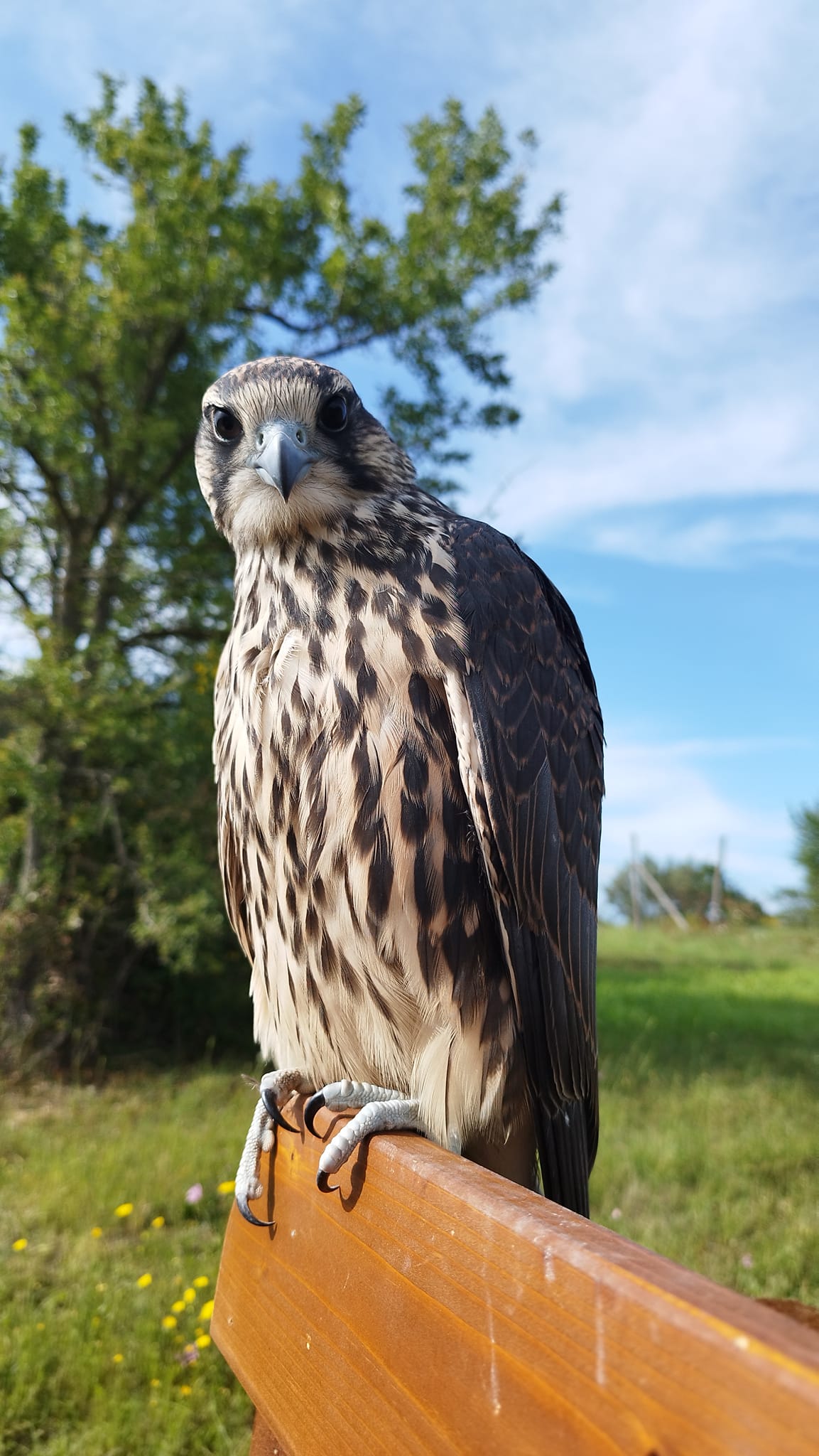 Incredible moments for the Life Lanner project! - LIFE LANNER